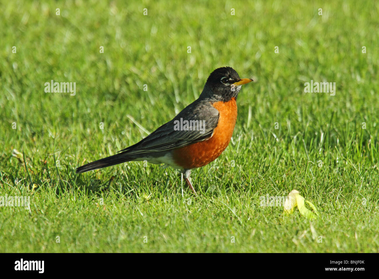 American thrush hi-res stock photography and images - Alamy