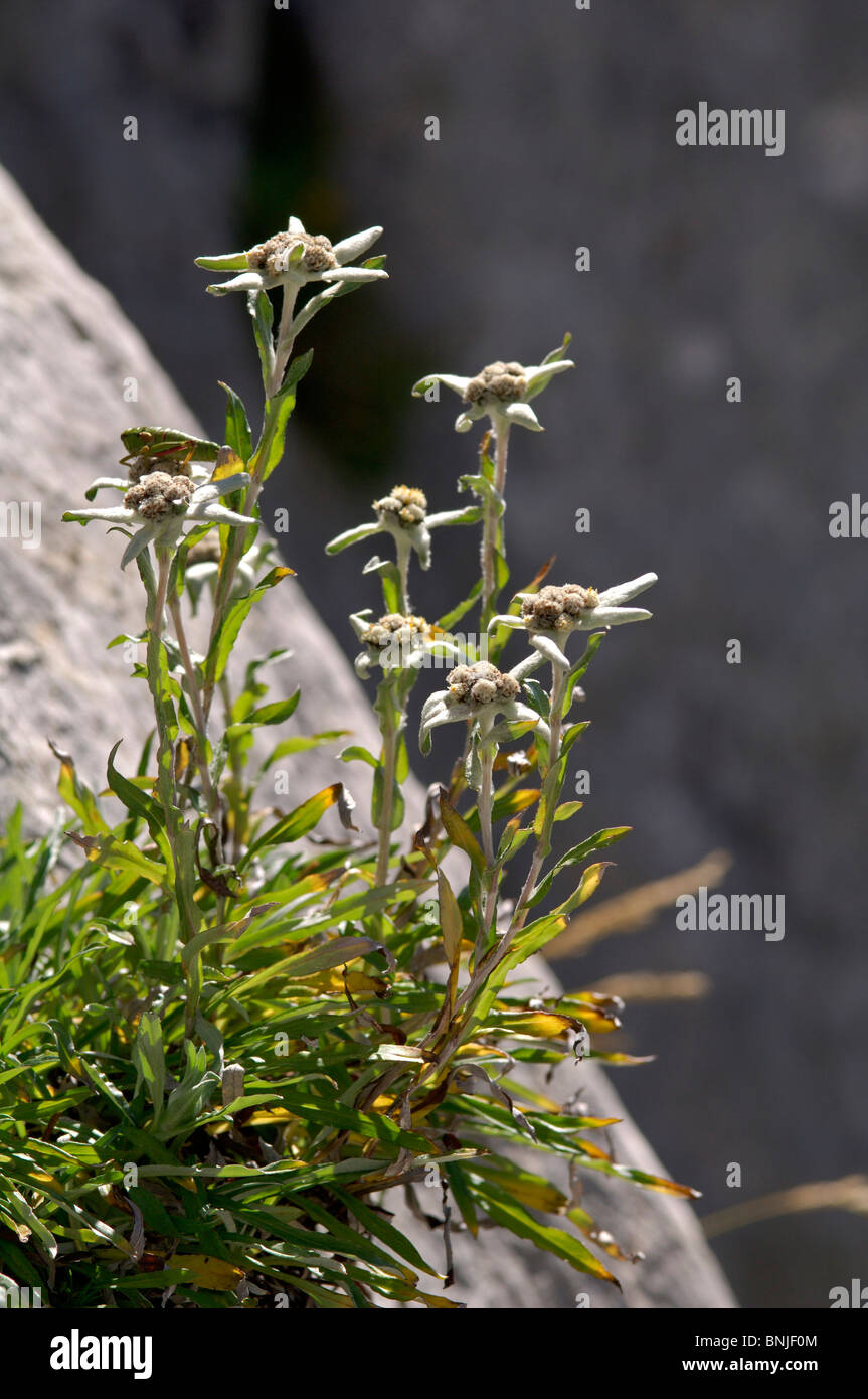 Edelweiss Leontopodium alpinum mountain flower Flora plant plants ...