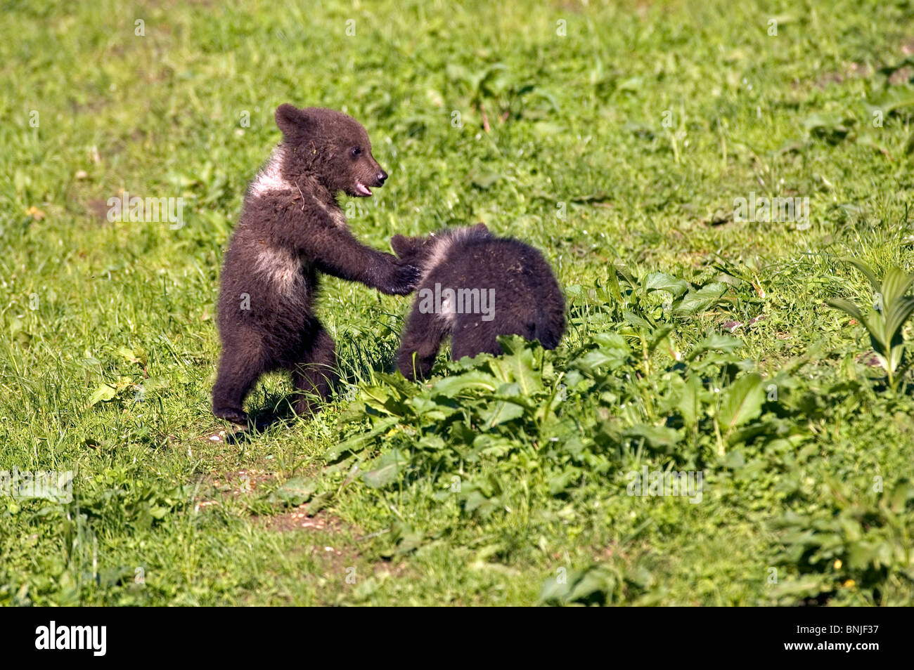 Brown Bear Ursus arctos animal animals nature fauna bears young baby ...