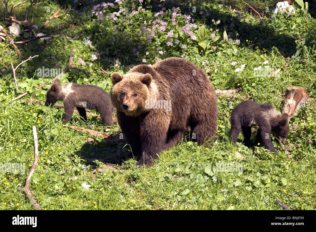 Brown Bear Ursus arctos animal animals nature fauna bears young baby ...
