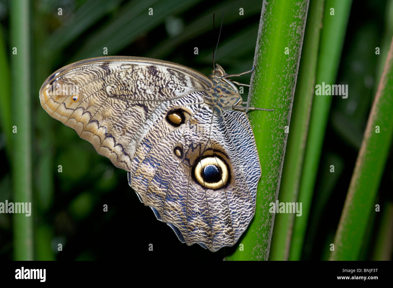 Yellow-Edged Giant-Owl Caligo atreus Costa Rica tropical butterfly ...
