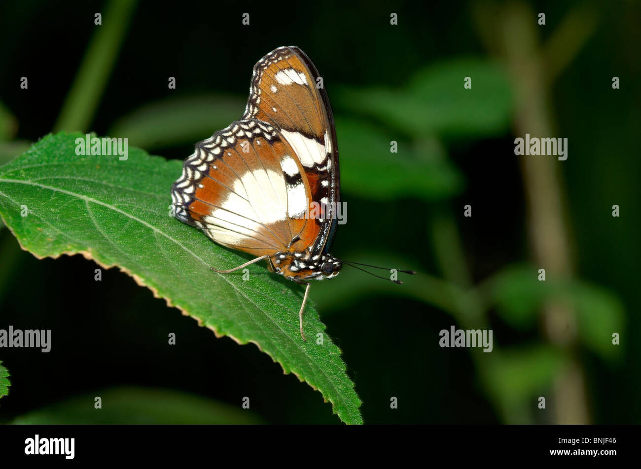 tropical butterfly insect animal tropics Stock Photo - Alamy