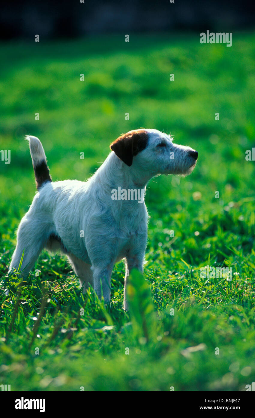 Parson Russell Terrier dog British breed animal outdoor outdoors Stock ...