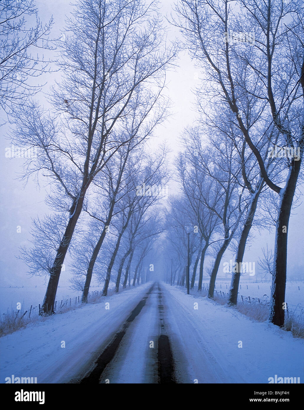 Road winter snow trees fog misty foggy landscape scenery tracks parkway ...