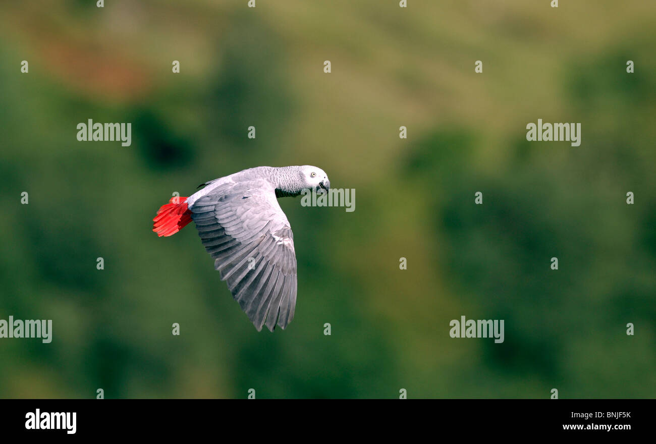 Gray Parrot Flight Psittacus erithacus flying bird parrots parrot birds ...