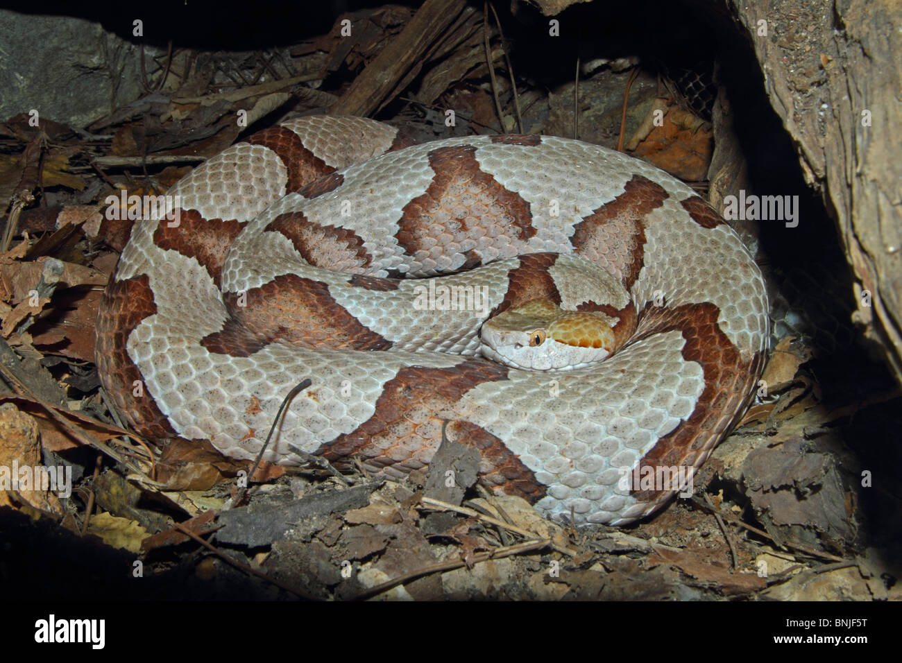 Northern Copperhead (Agkistrodon contortrix mokasen Stock Photo - Alamy