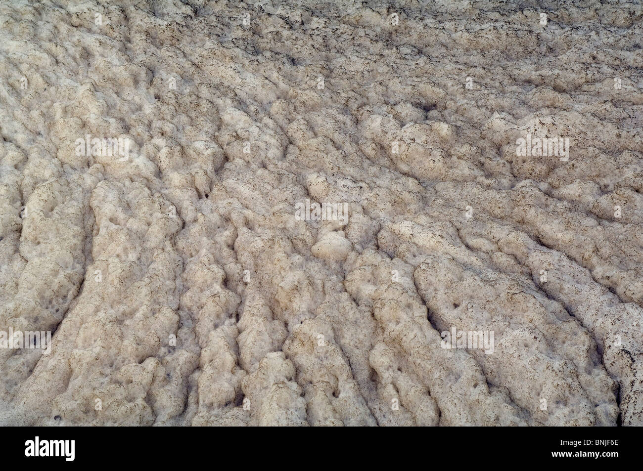 Foam algal bloom algae blooming dirty dirt Phaeocystis globosa water ...