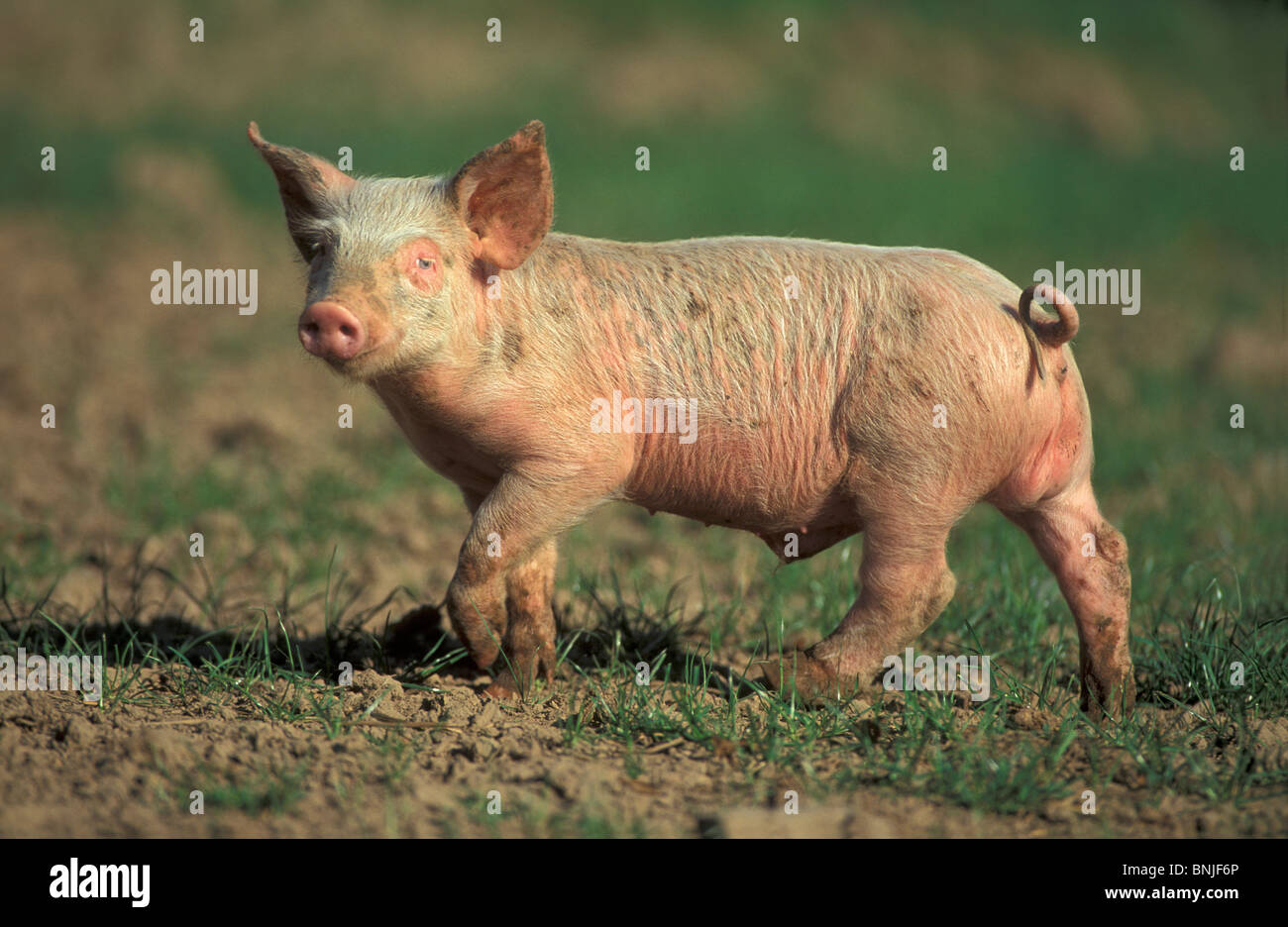 Piglet piglets baby young pigs pig outside outdoors farming agriculture ...
