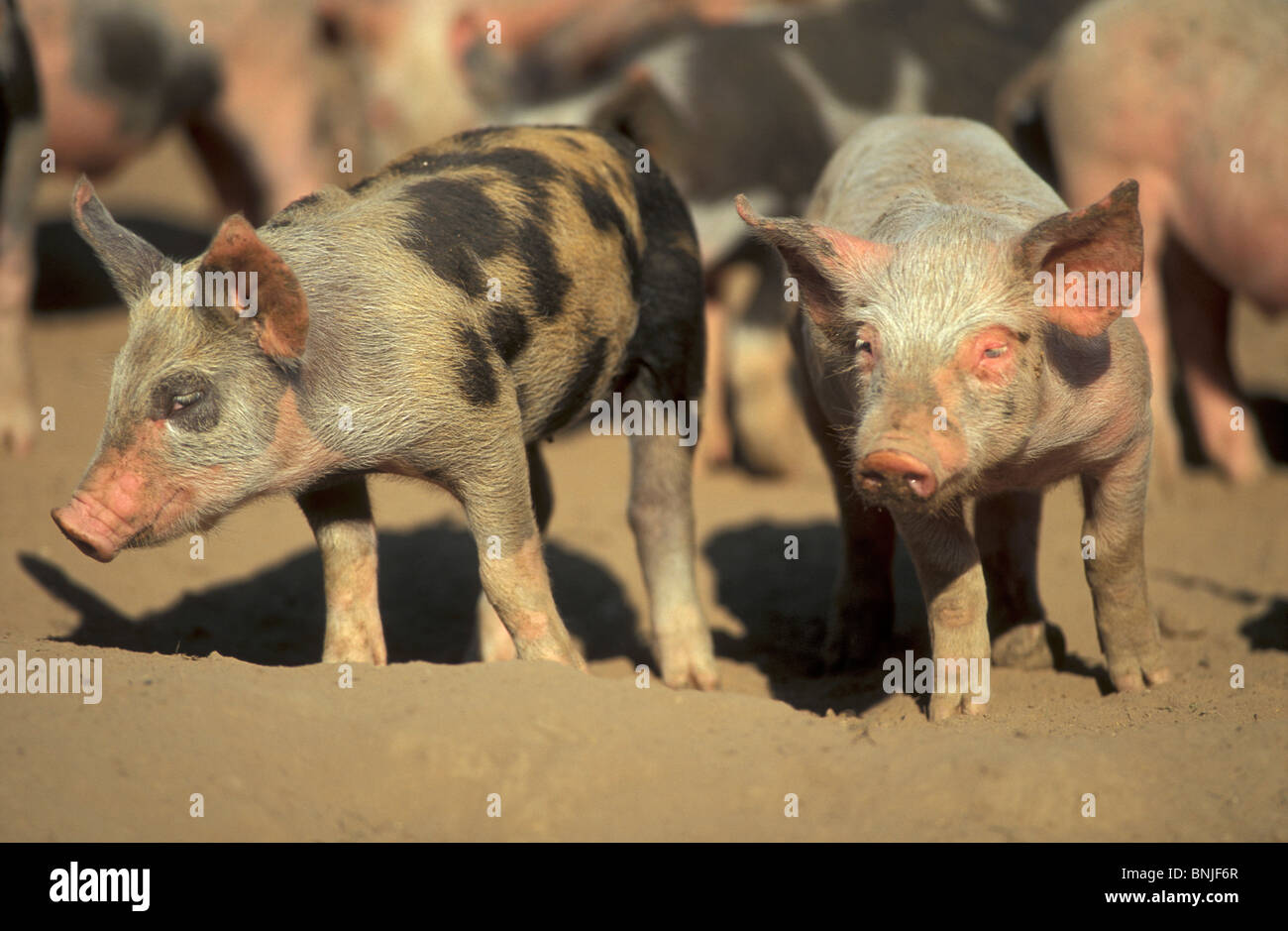 Piglet piglets baby young pigs pig outside outdoors farming agriculture ...