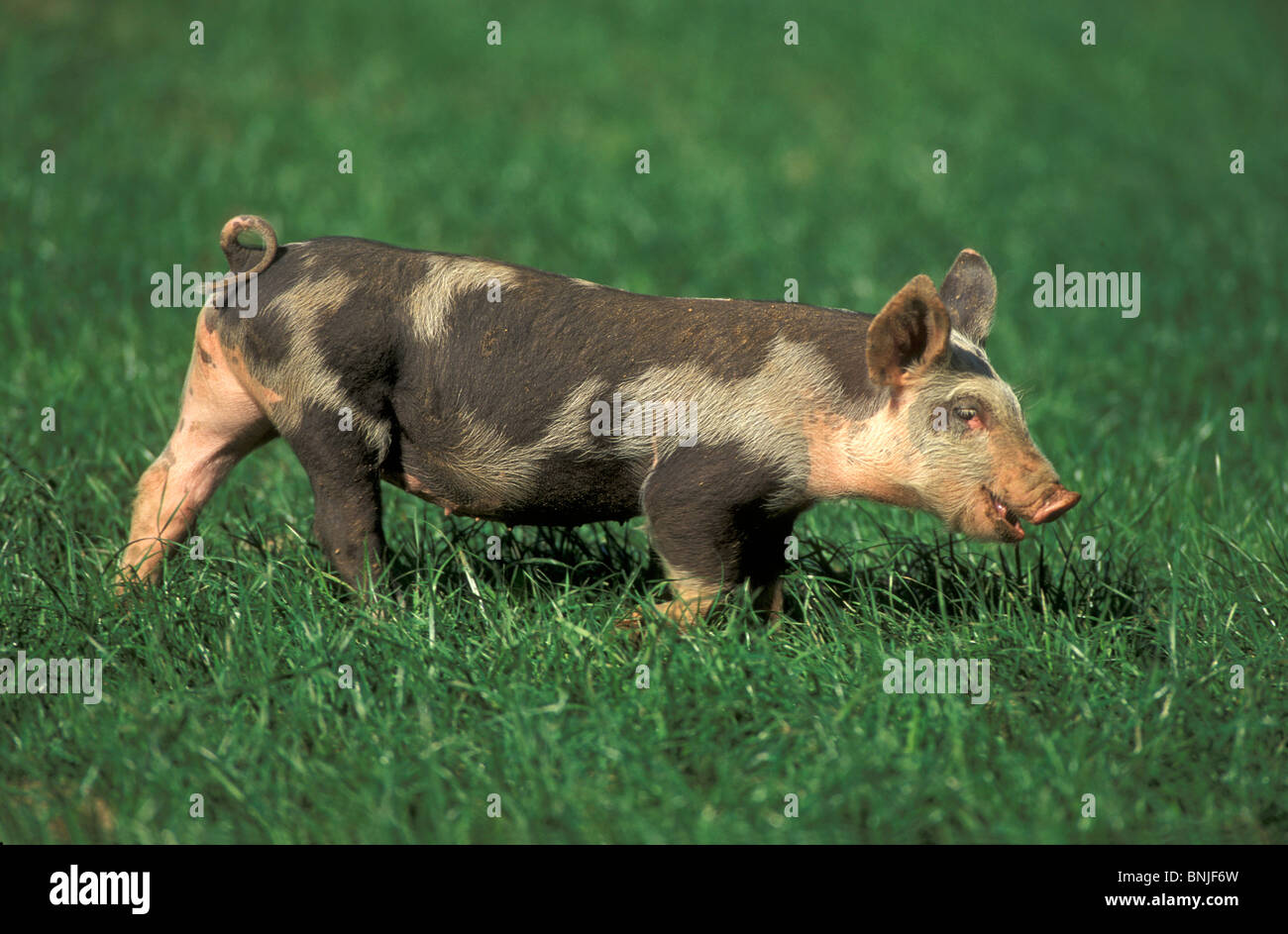 Piglet piglets baby young pigs pig outside outdoors farming agriculture ...