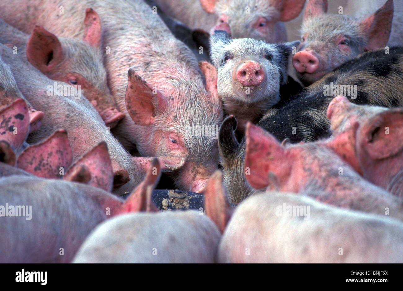 Piglet piglets baby young pigs pig outside outdoors farming agriculture ...