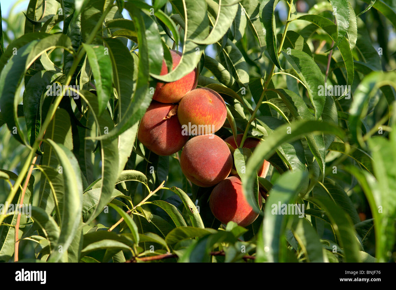Peaches Fruits Persica vulgaris Peach tree plantation farming ...