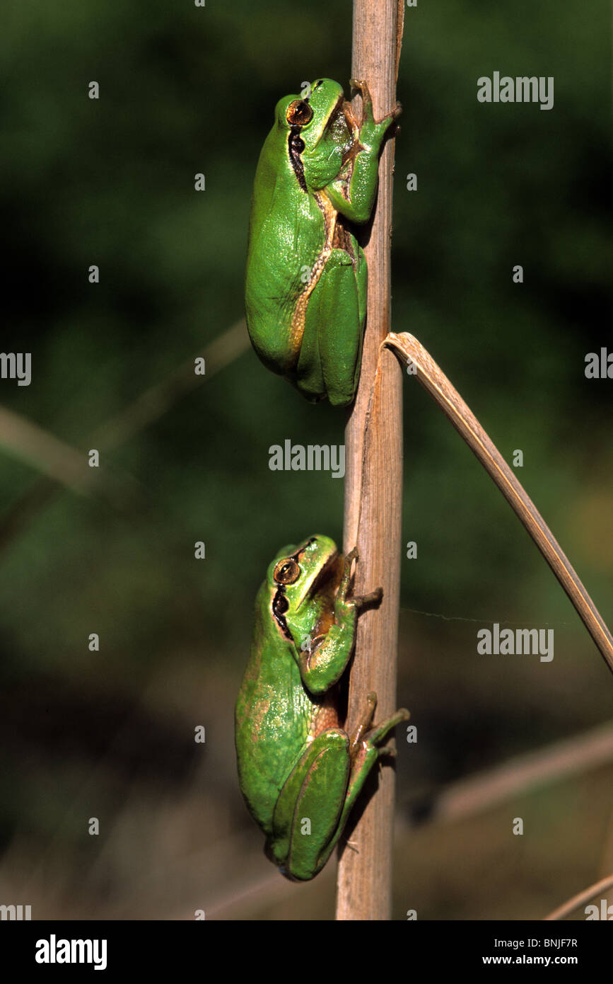 Mediterranean Tree Frog Stripeless Tree Frog France Southern France ...