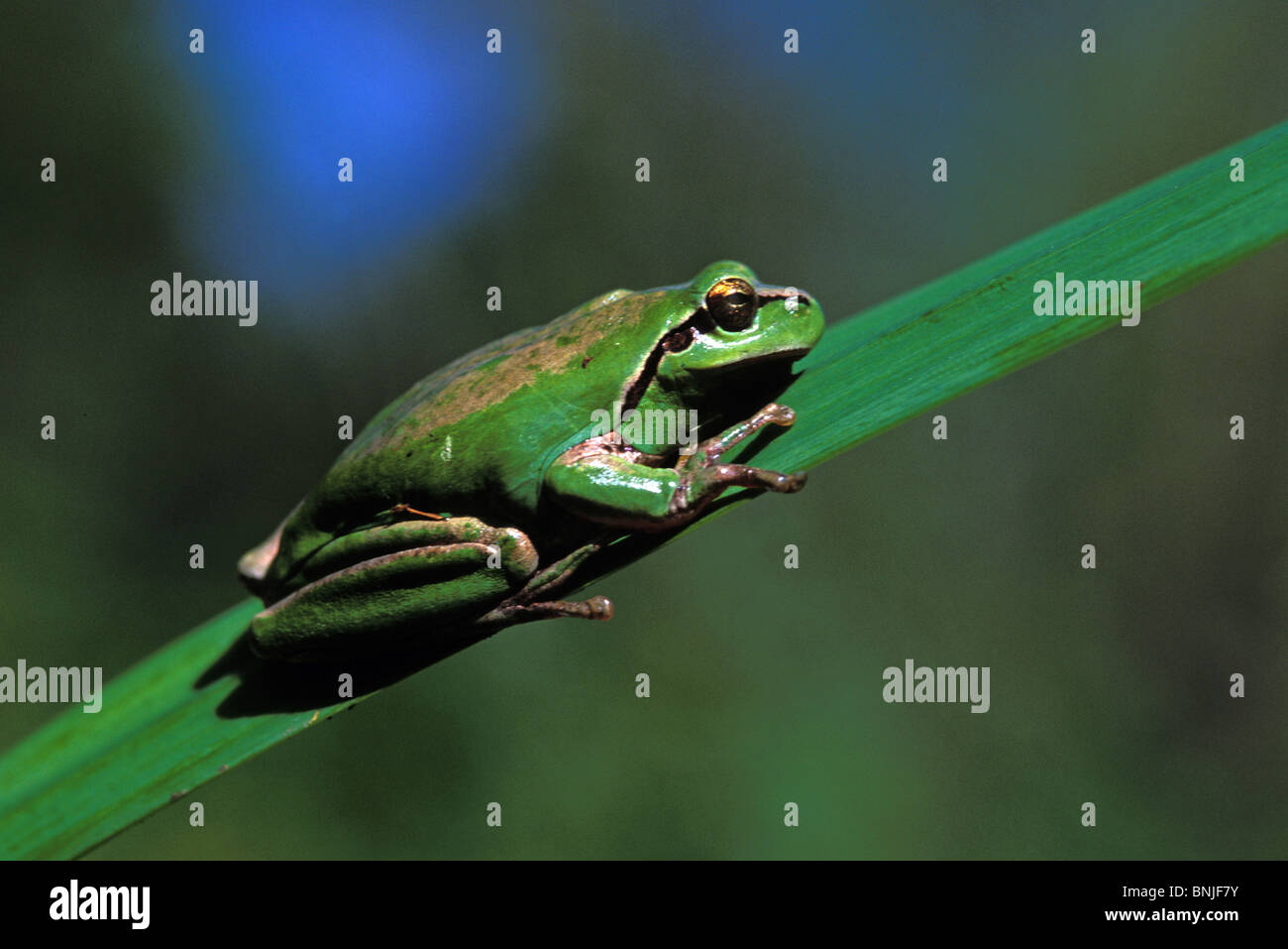 Stripeless tree frogs hi-res stock photography and images - Alamy