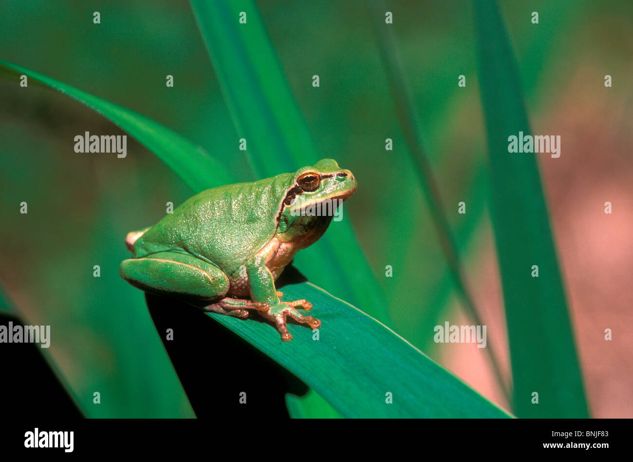 Stripeless tree frogs hi-res stock photography and images - Alamy