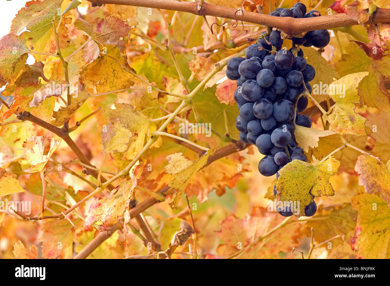 Grapes Grapevine Vine Wine fruits detail close-up agriculture vineyard ...
