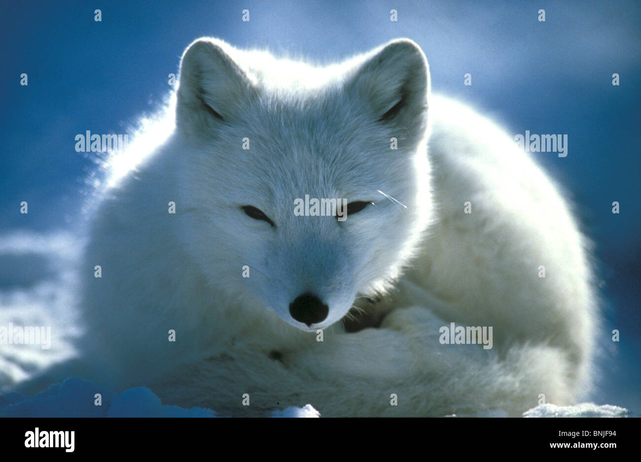 Arctic Fox winter Canada Alopex lagopus animal animals outdoor nature ...