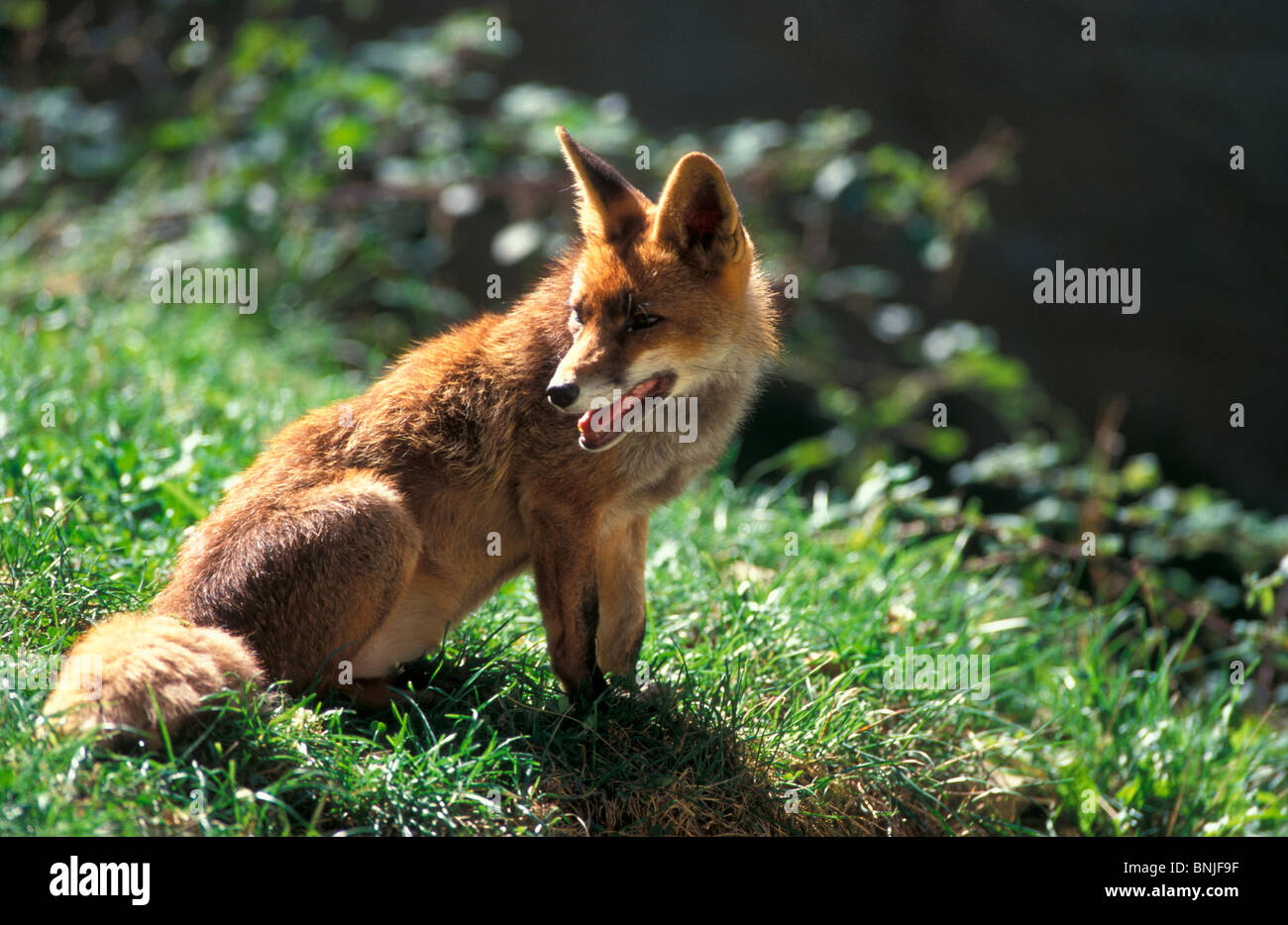 Red Fox Vulpes vulpes animal animals outdoor nature Stock Photo - Alamy