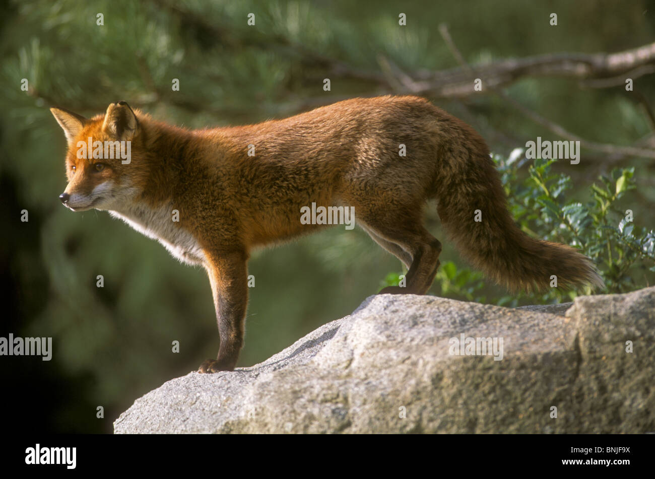 Red Fox Vulpes vulpes animal animals outdoor nature rock Stock Photo ...