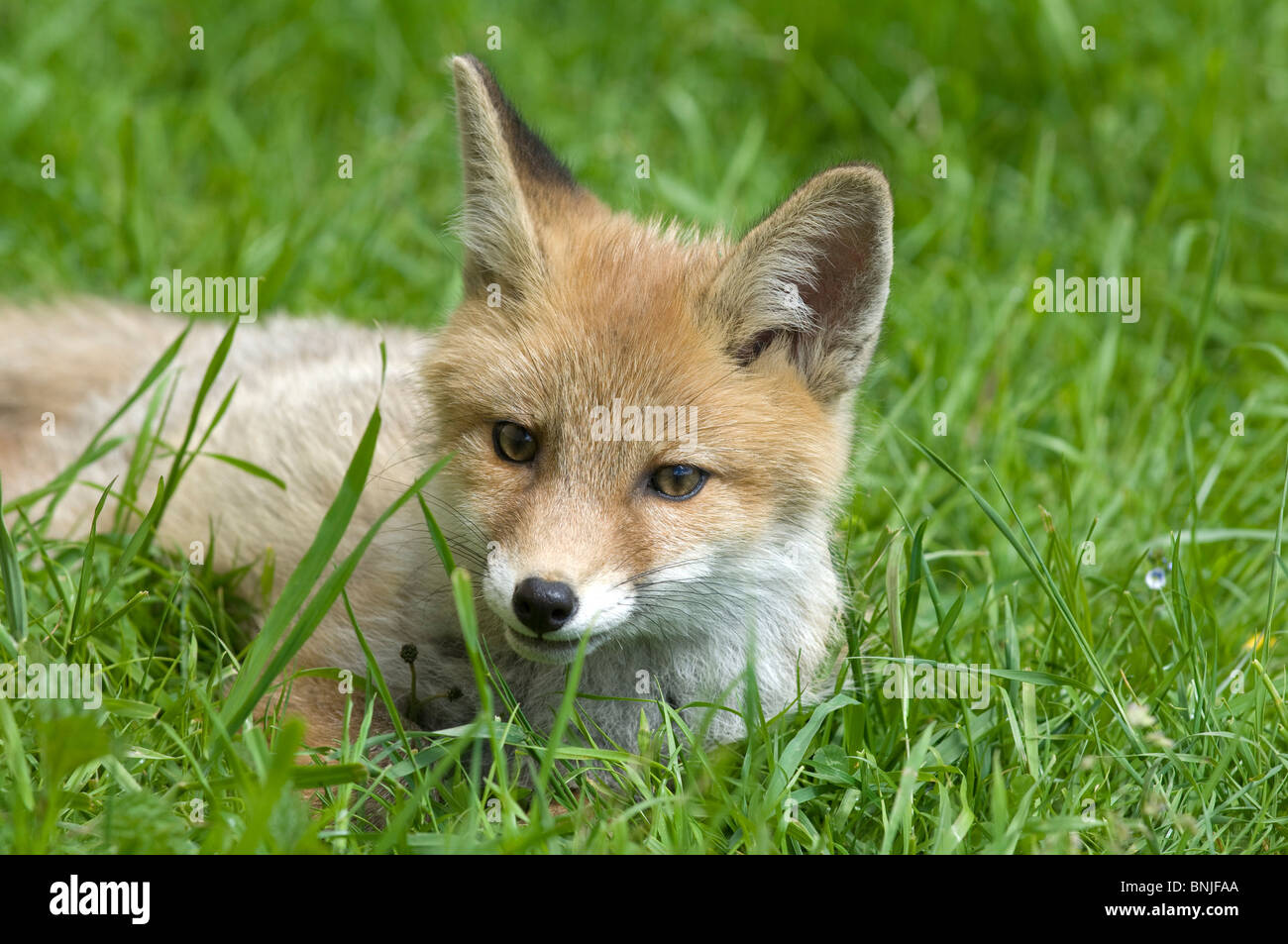Red Fox Vulpes vulpes animal animals outdoor nature young cub Stock ...