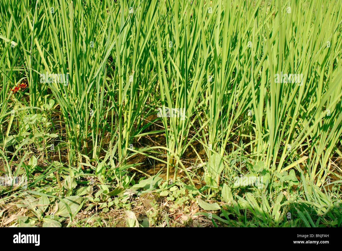 Culture Rice rice field plantation farming agriculture plant plants ...