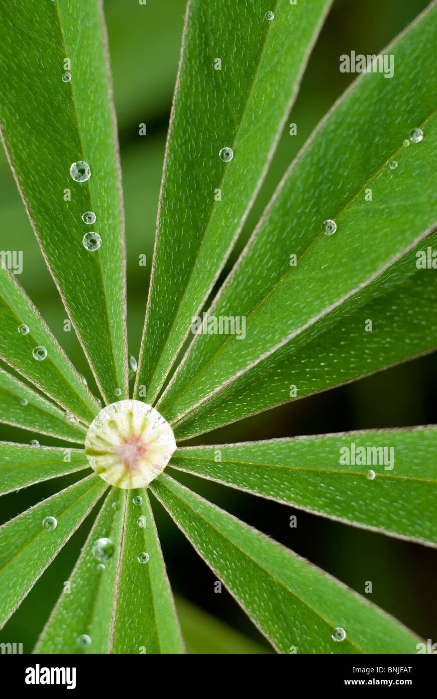 Lupin leaves hi-res stock photography and images - Alamy