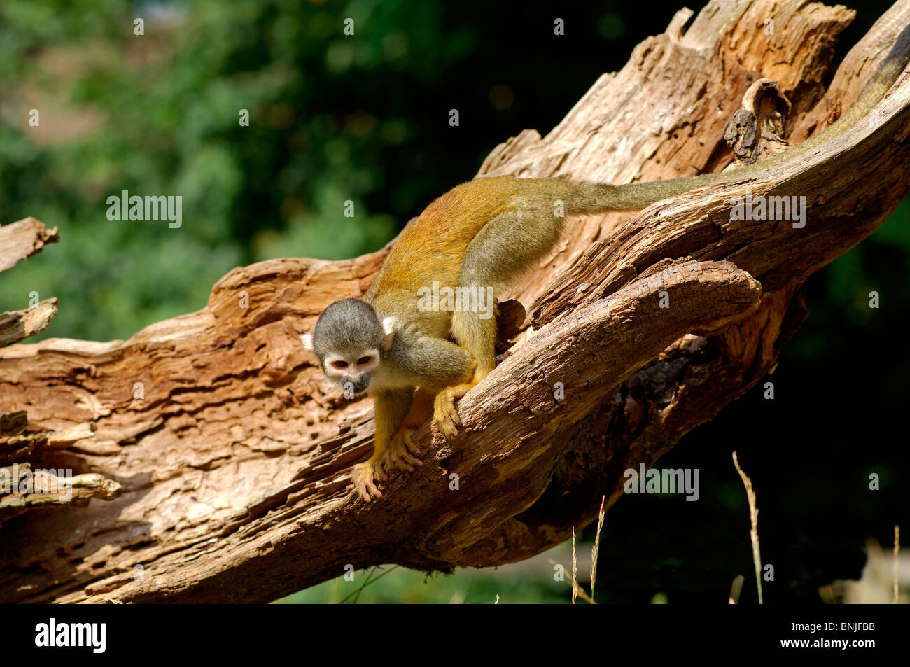 Common Squirrel Monkey Saimiri sciureus monkey log trunk wood animal ...