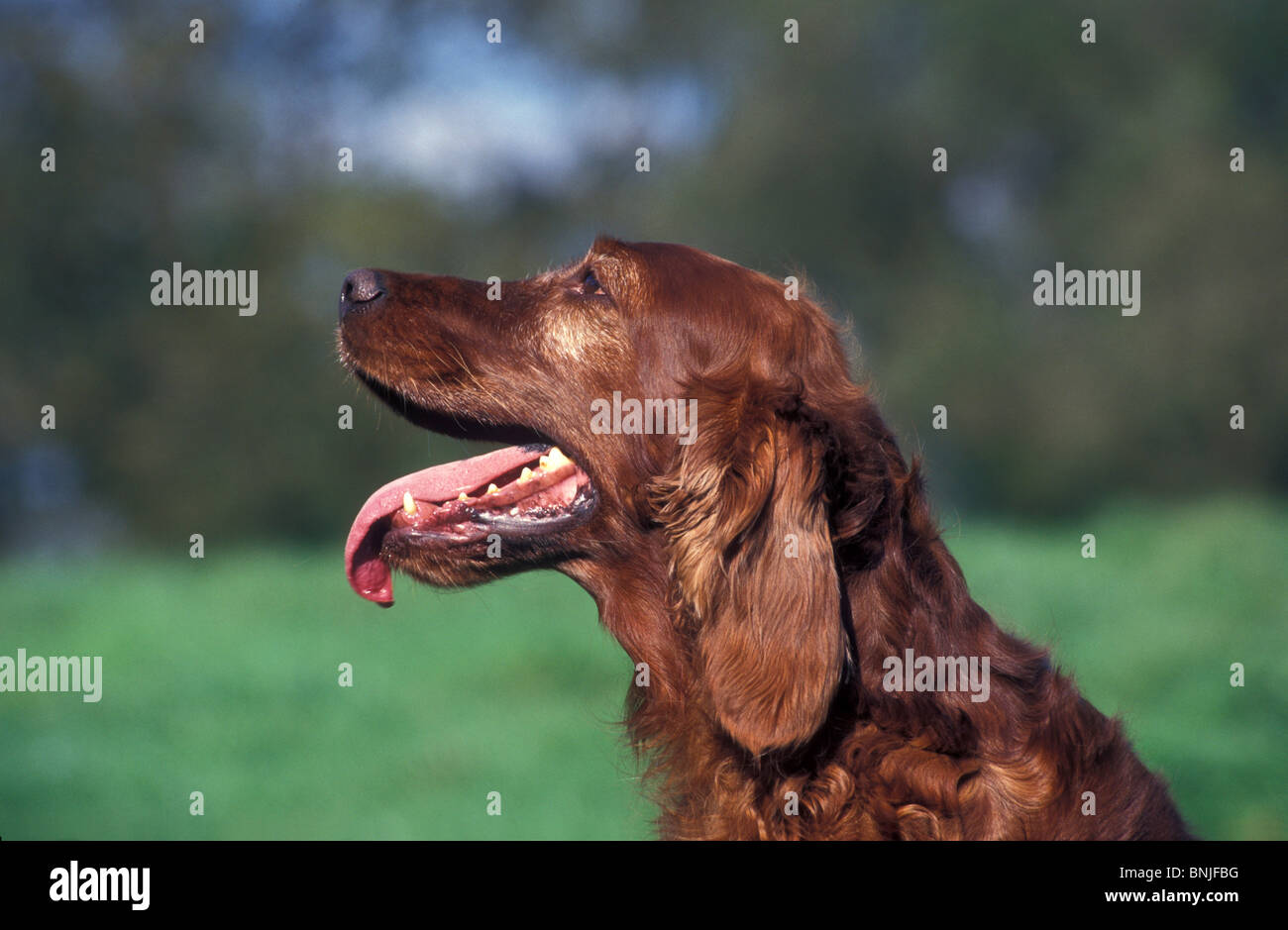 Dog Irish Setter breed outside outdoors outdoor pet portrait adult side ...