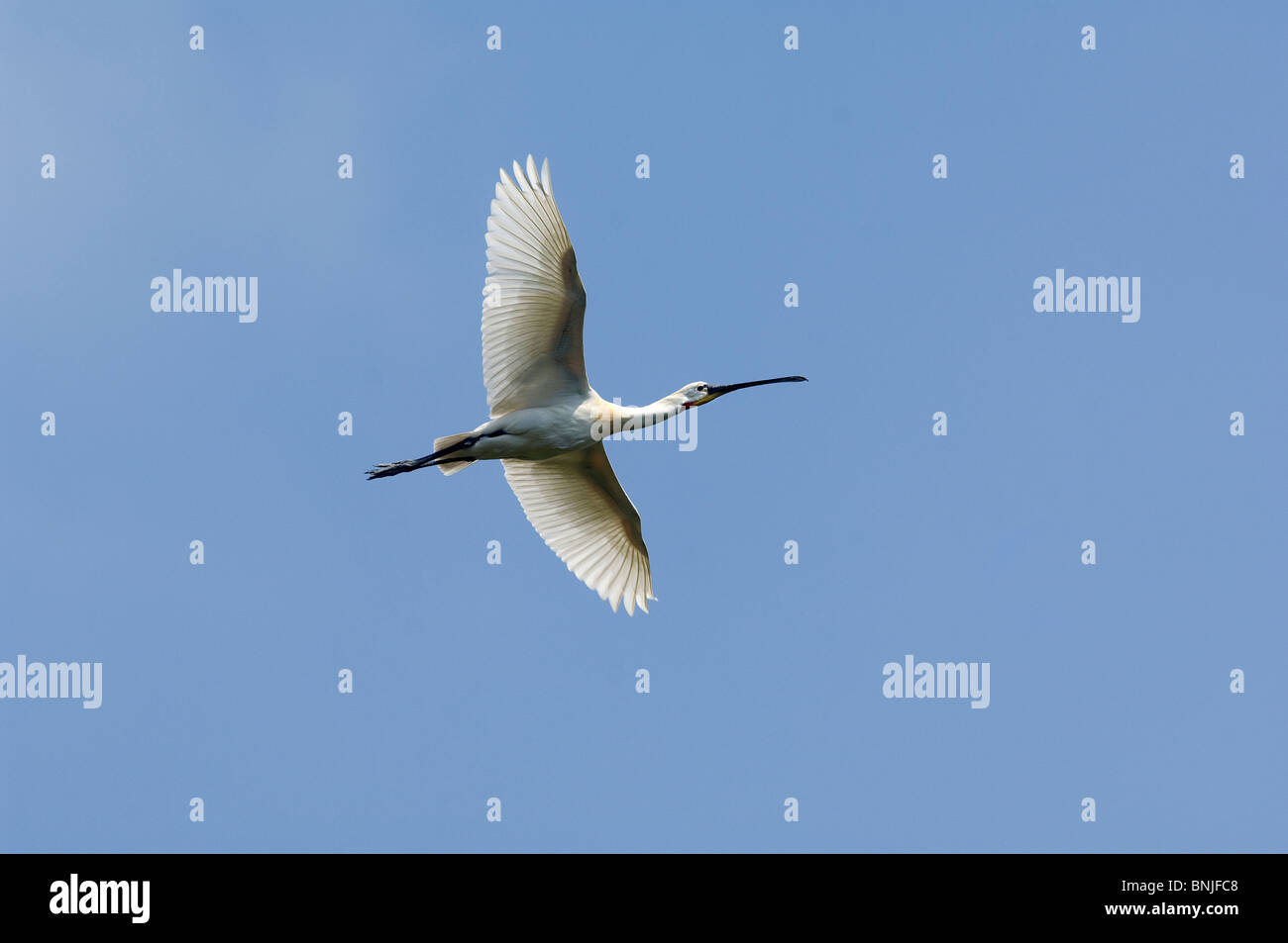 Spoonbill flight flying blue sky nature bird animal Platalea Stock ...