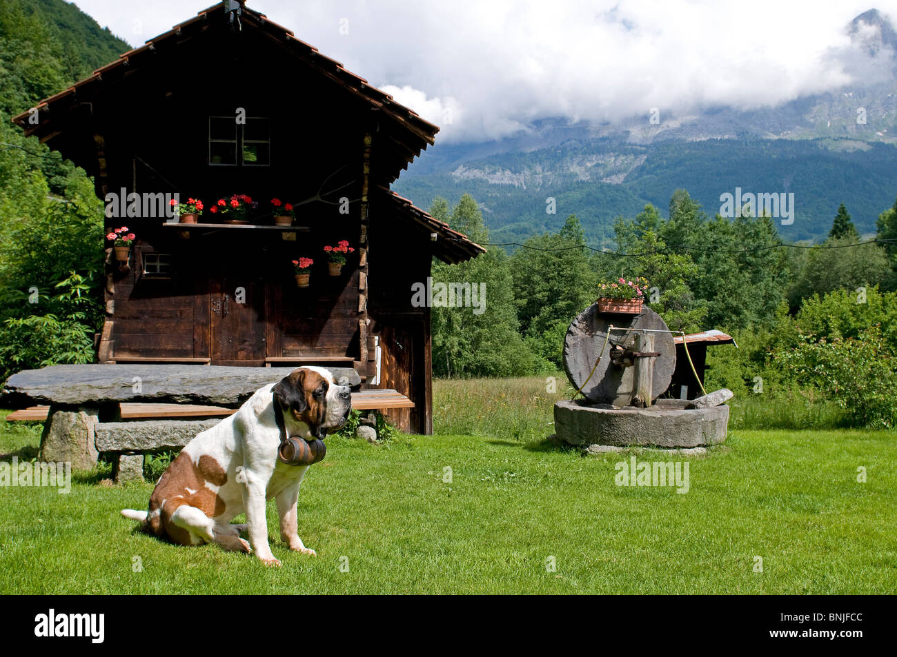 St Bernard Dog High Resolution Stock Photography and Images - Alamy