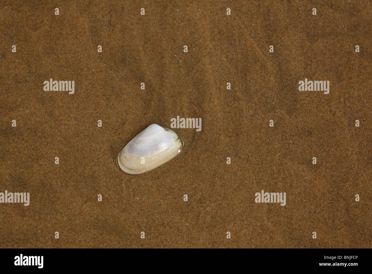 New zealand sea shell on hi-res stock photography and images - Alamy