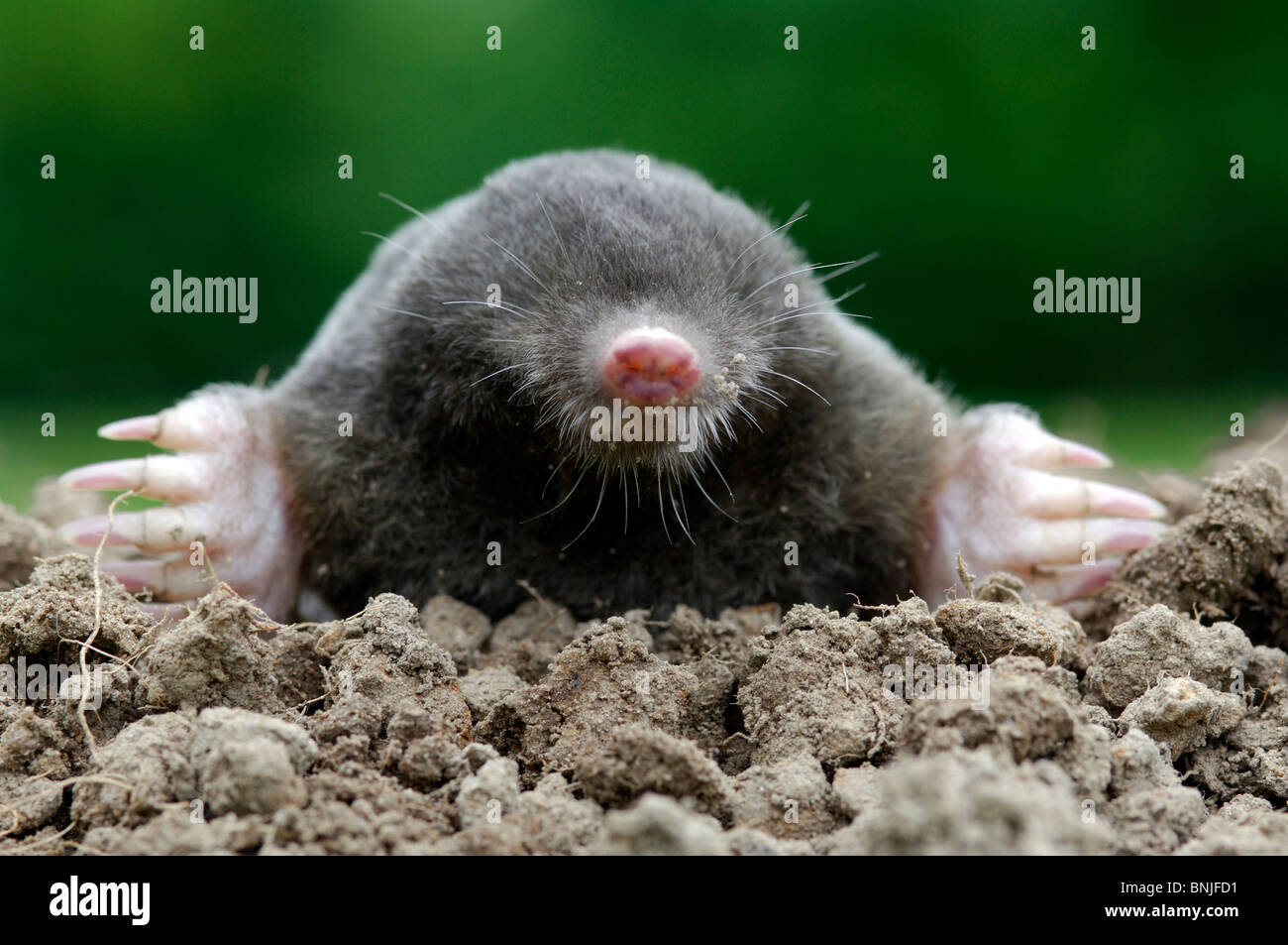 European Mole Talpa europaea fauna animal animals nature lawn molehill ...