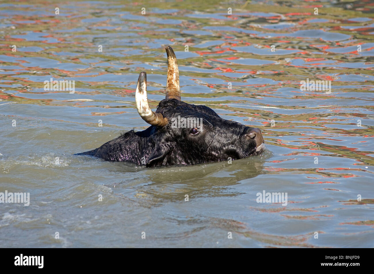 France Southern France bull animal breed water bathing swimming Stock ...