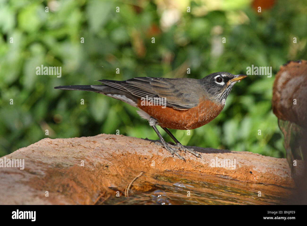 American thrush hi-res stock photography and images - Alamy