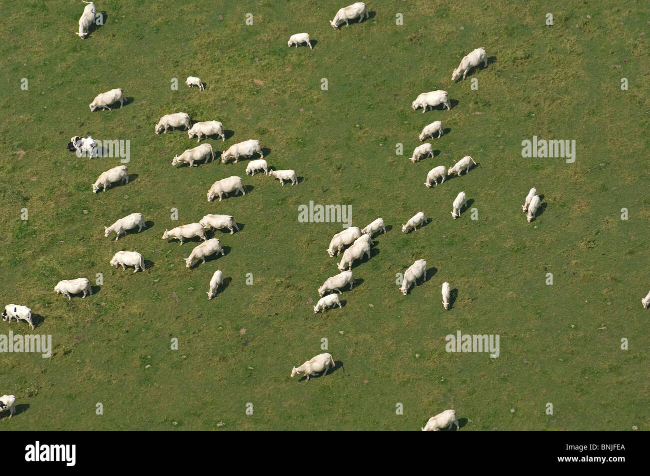 Cow Cows cattle agriculture livestock animal animals outdoor outdoors ...