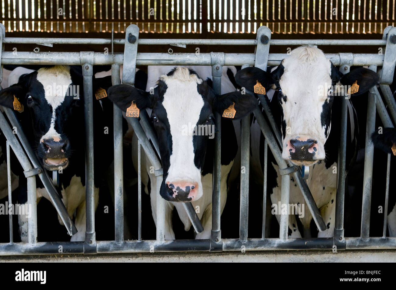 Cow Cows cattle agriculture livestock animal animals outdoor outdoors ...