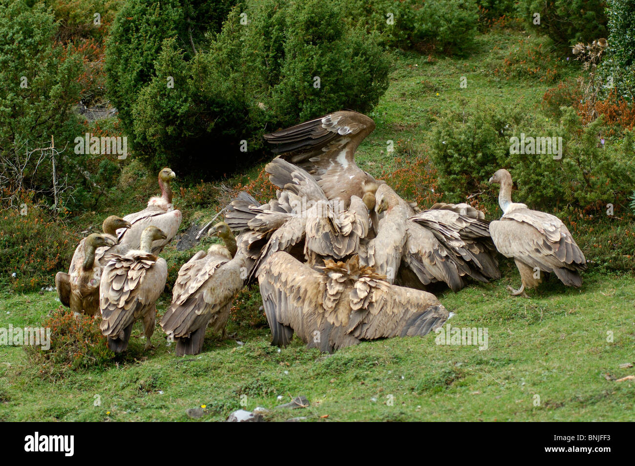 Griffon Vulture Gyps fulvus bird of prey birds animal fauna carcass ...