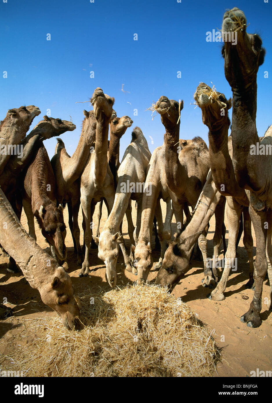 Straw camel hi-res stock photography and images - Alamy