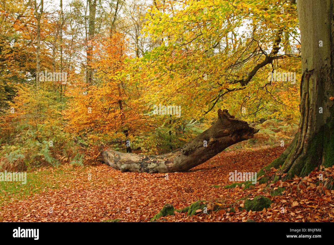 Woodland during Fall/Autumn - Hertfordshire, England. The log shows a ...