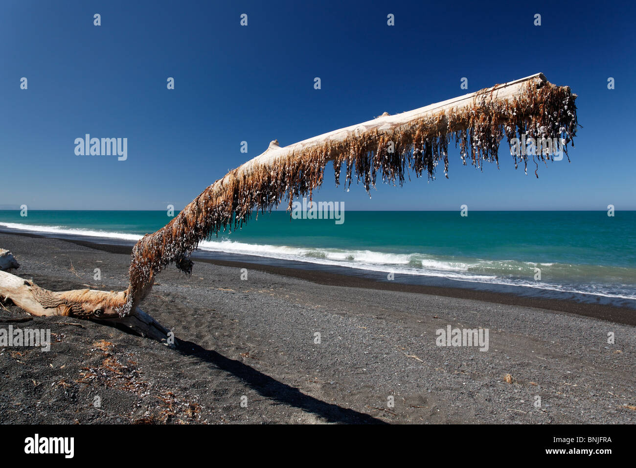 Dead sea shells hanging onto dead seaweed on a large piece of driftwood ...