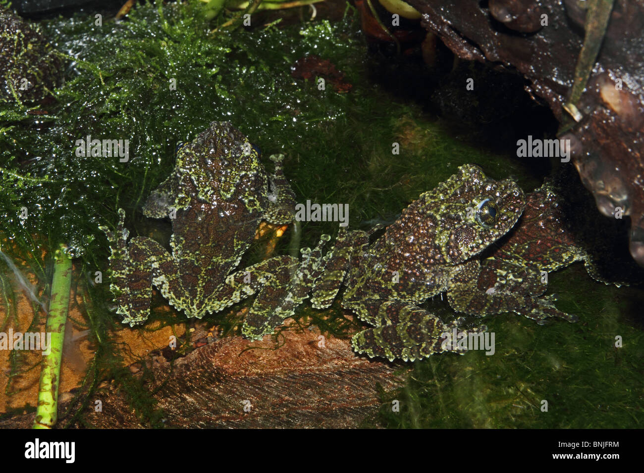 Vietnamese Moss Frog (Theloderma corticale Stock Photo - Alamy
