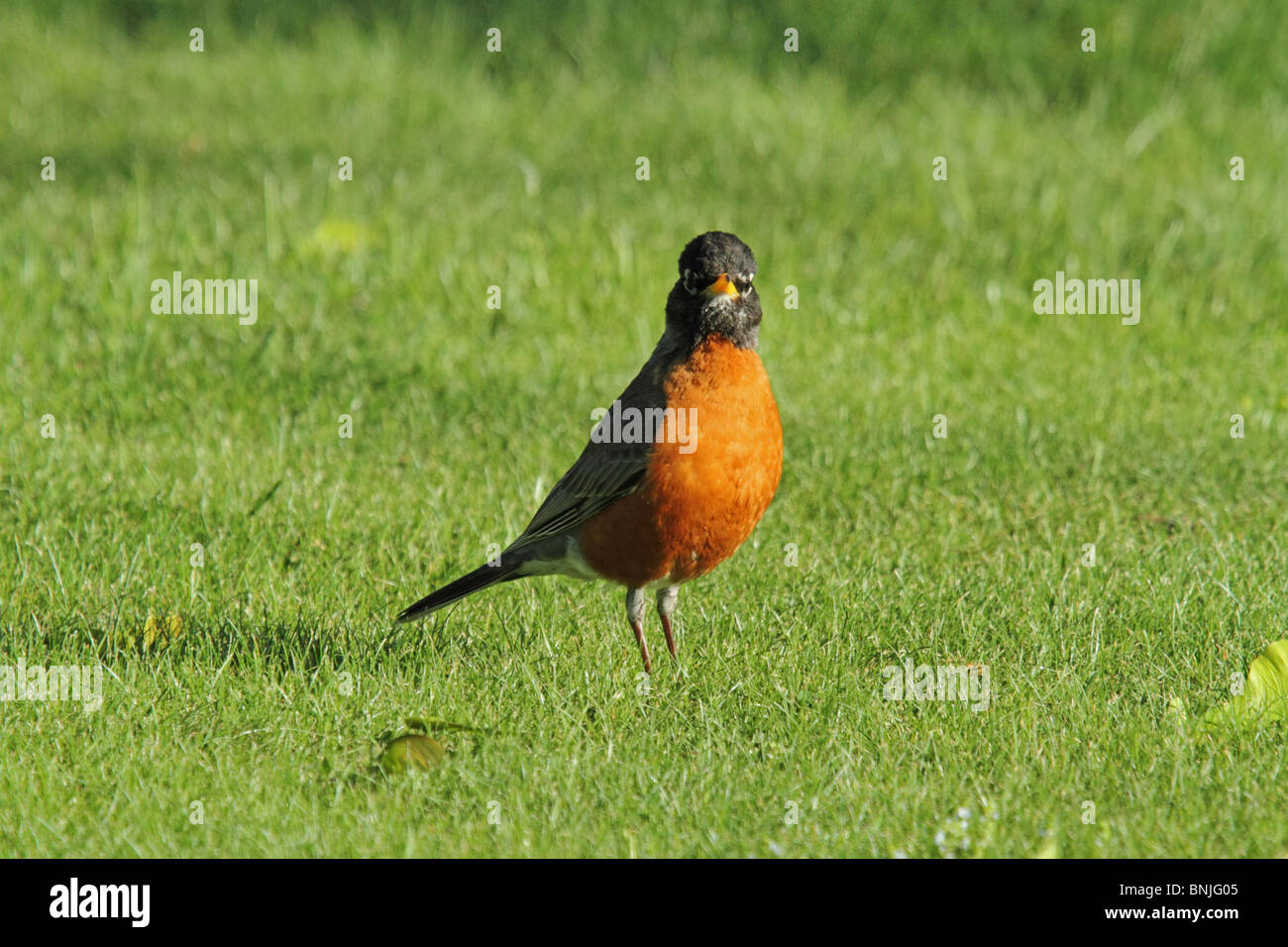 American thrush hi-res stock photography and images - Alamy
