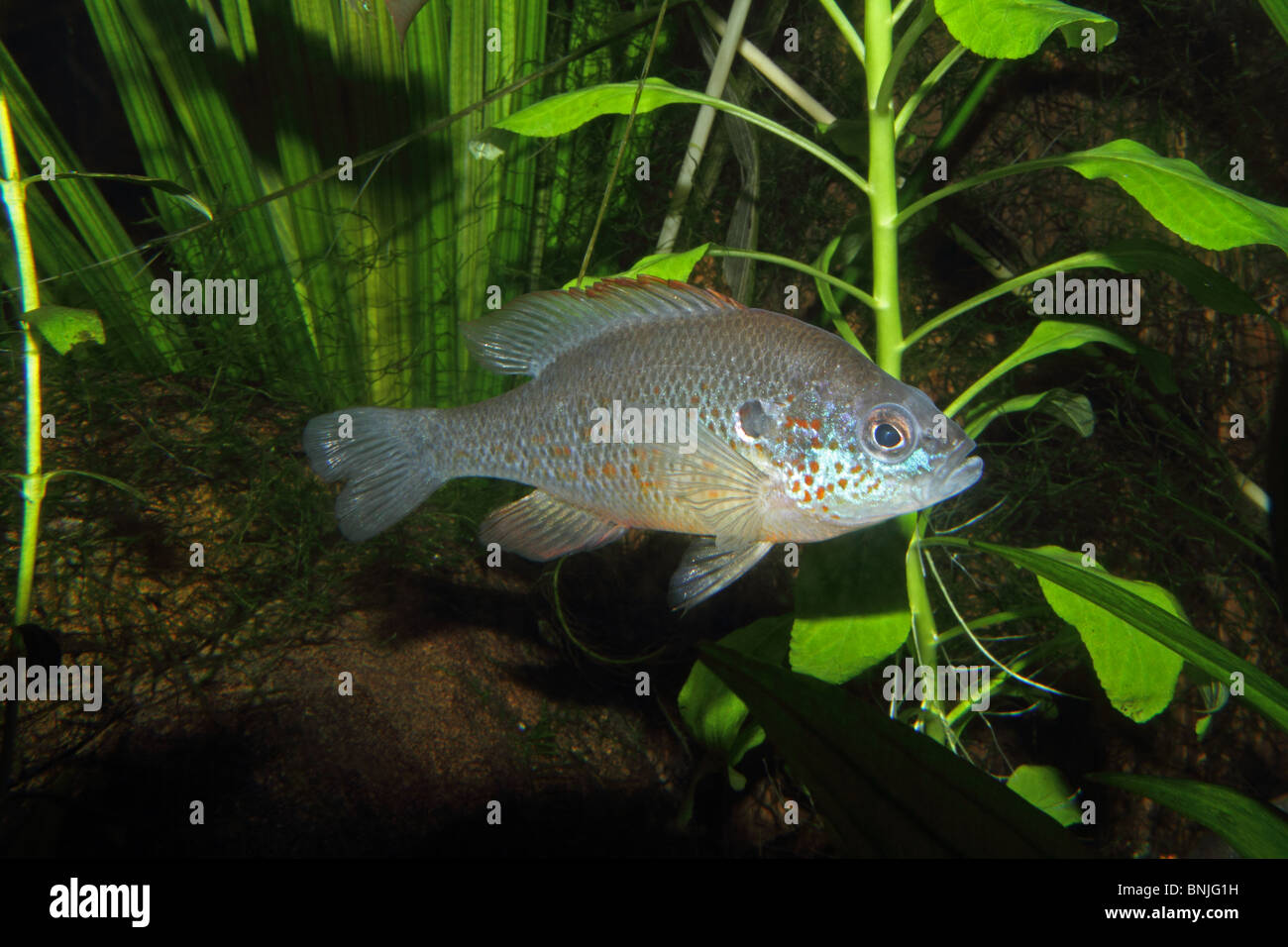 Spotted Sunfish
