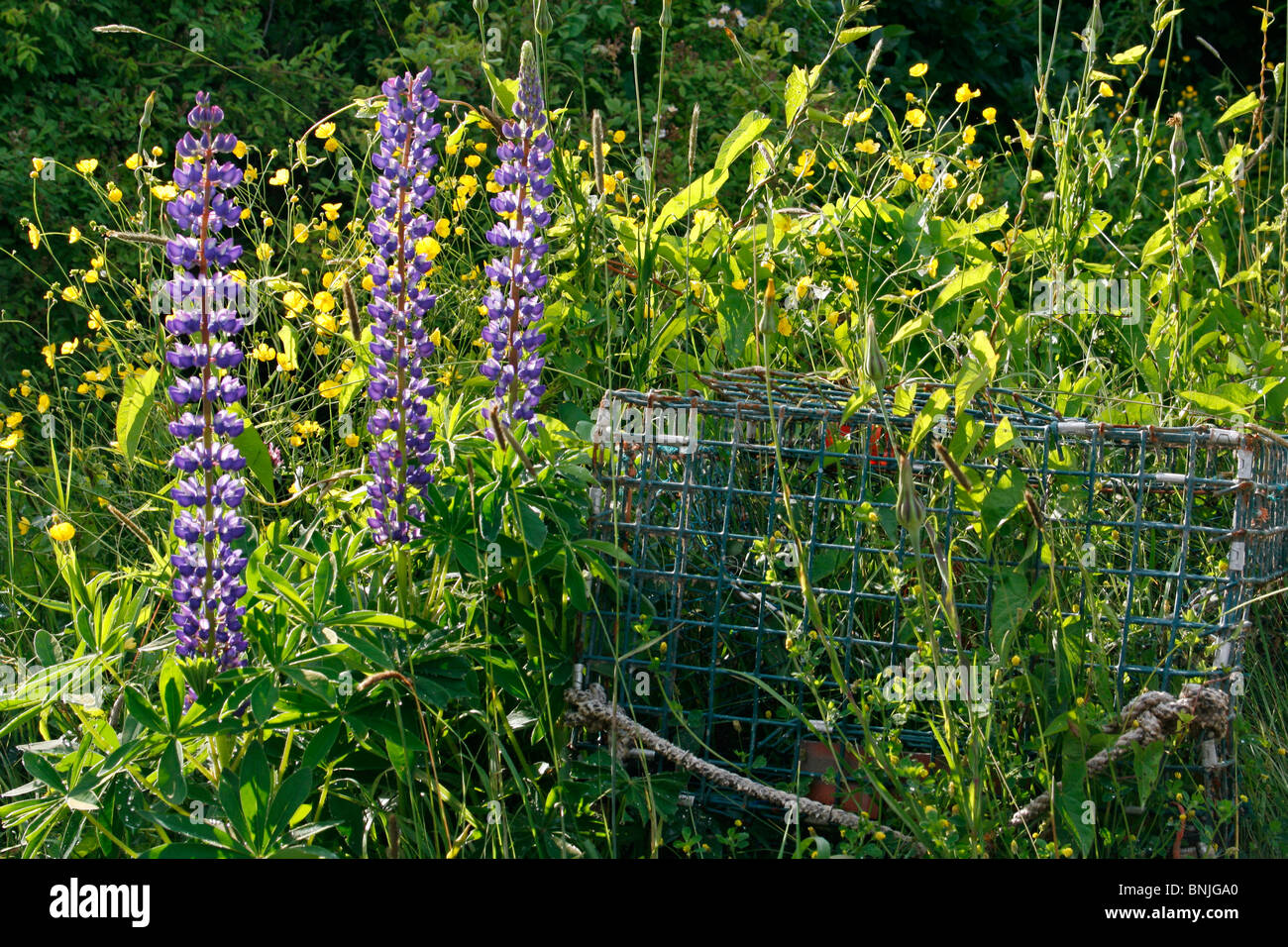 Lupin lupine flower lupinus polyphyllis hi-res stock photography and ...
