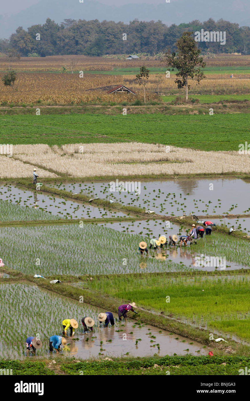 Thailand Chiang Mai Rice Planting Asia Northern Thailand Chiang Rai ...