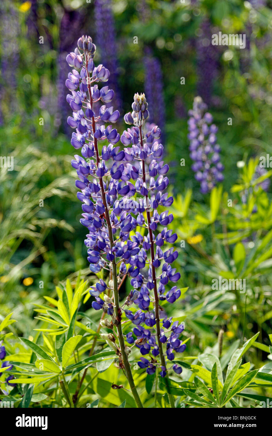 Monhegan island lupine hi-res stock photography and images - Alamy