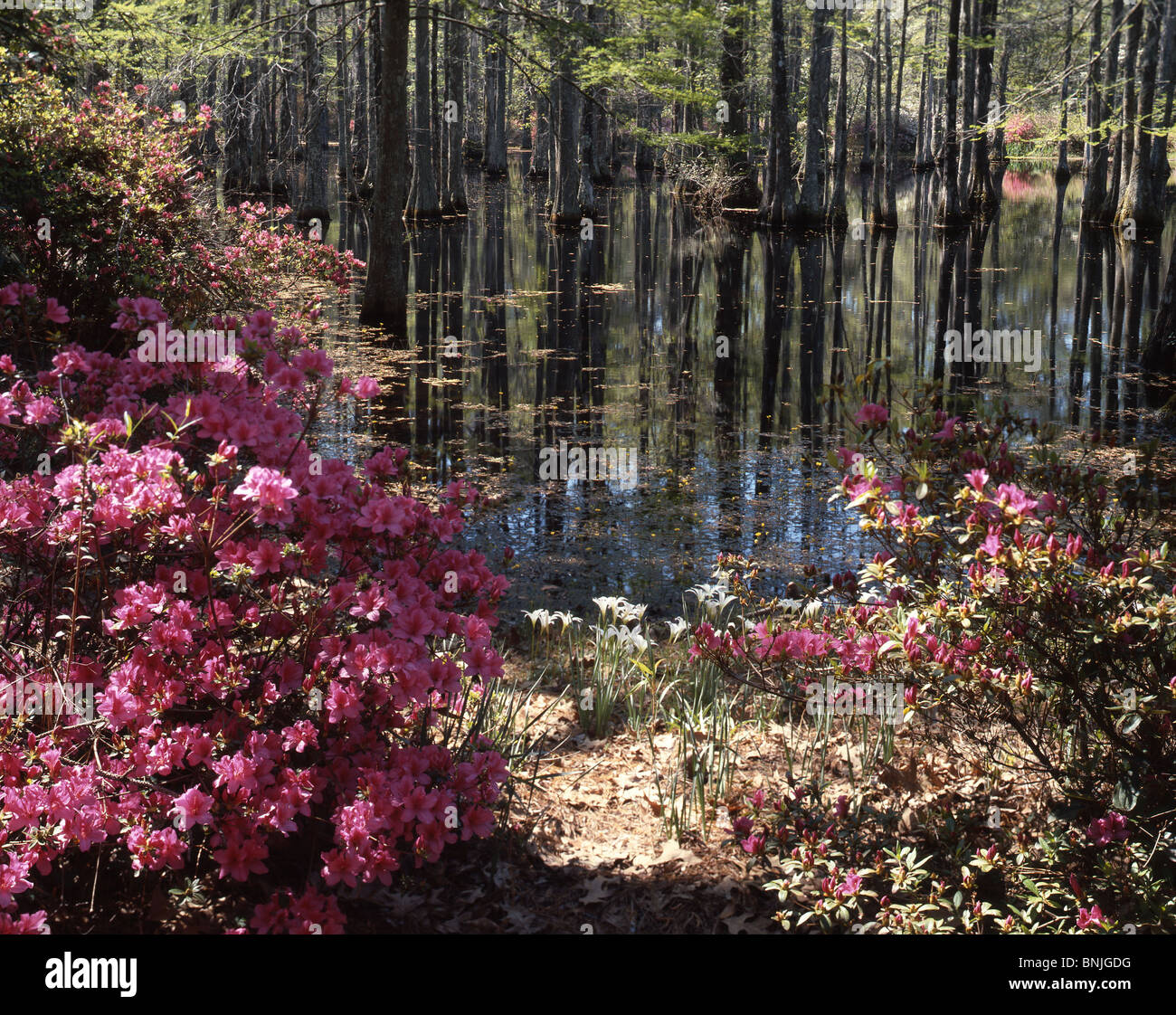 Cypress Swamp with Azaleas, SC Stock Photo - Alamy