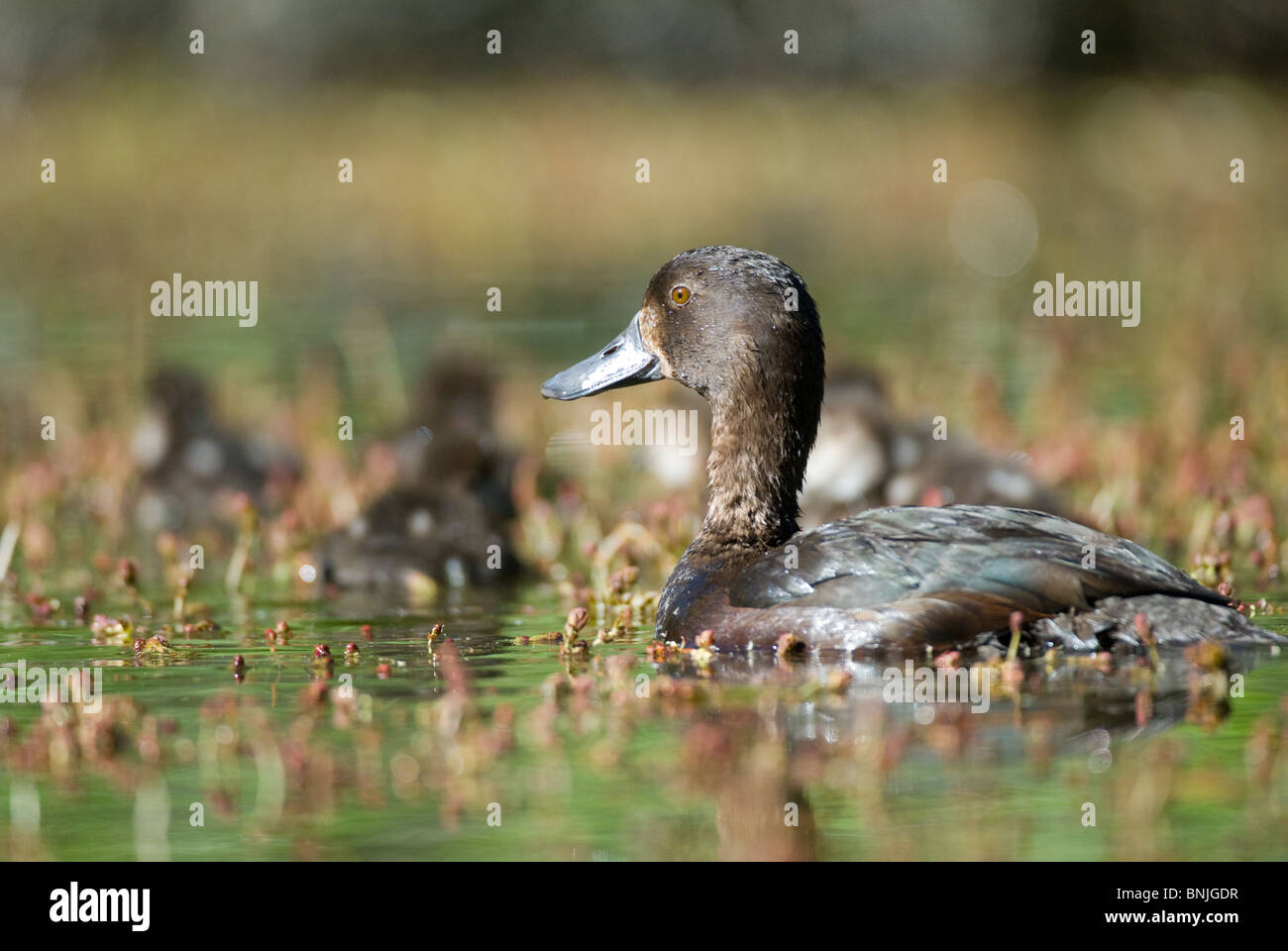 New Zealand Scaup Aythya novaeseelandiae ducklings Stock Photo - Alamy