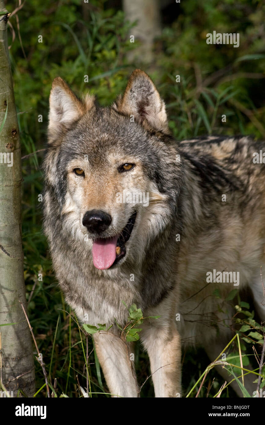 Close Up of a Gray Wolf standing in the woodlands Animals Behaviors ...
