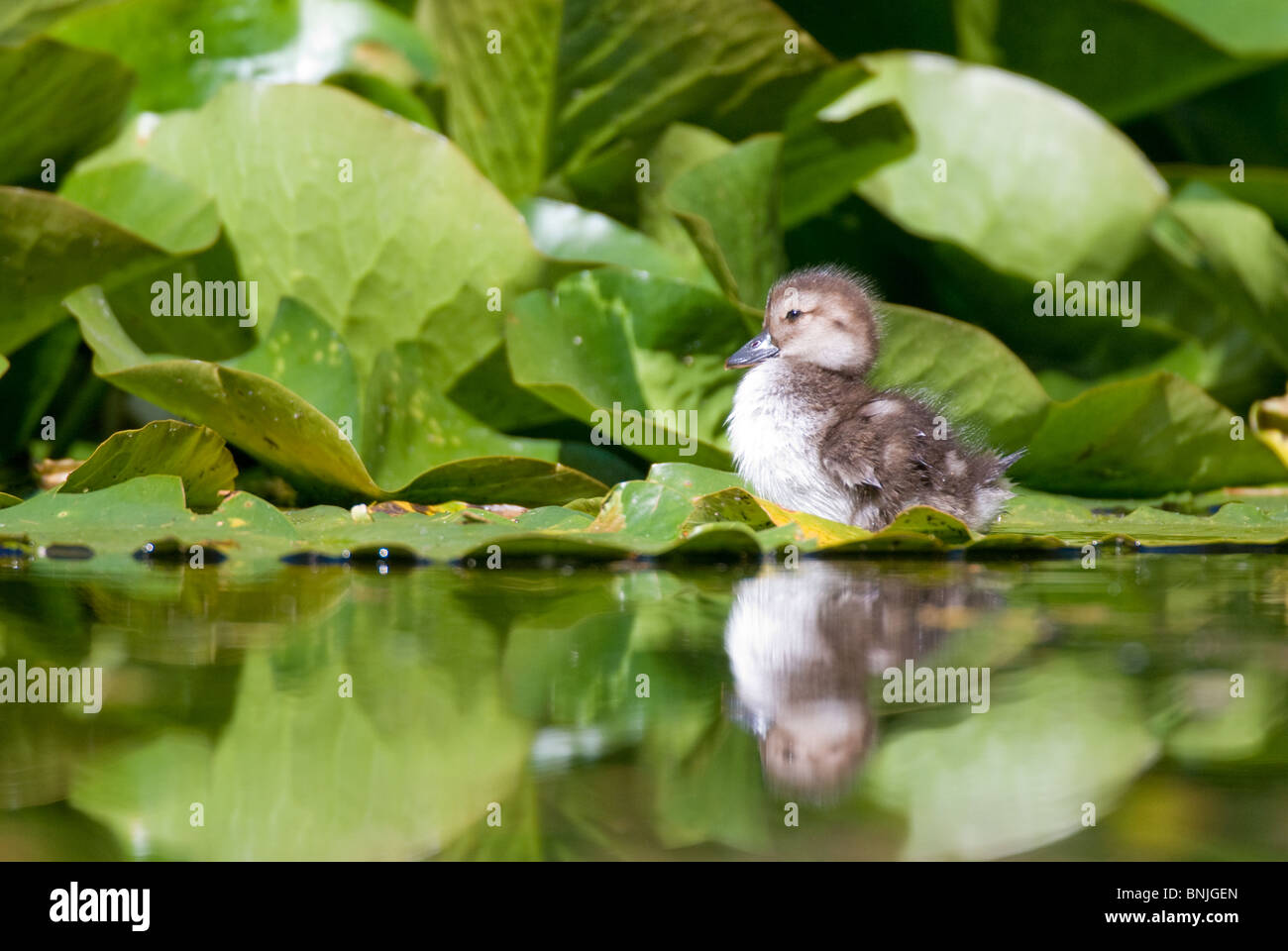 New zealand scaup duck hi-res stock photography and images - Alamy